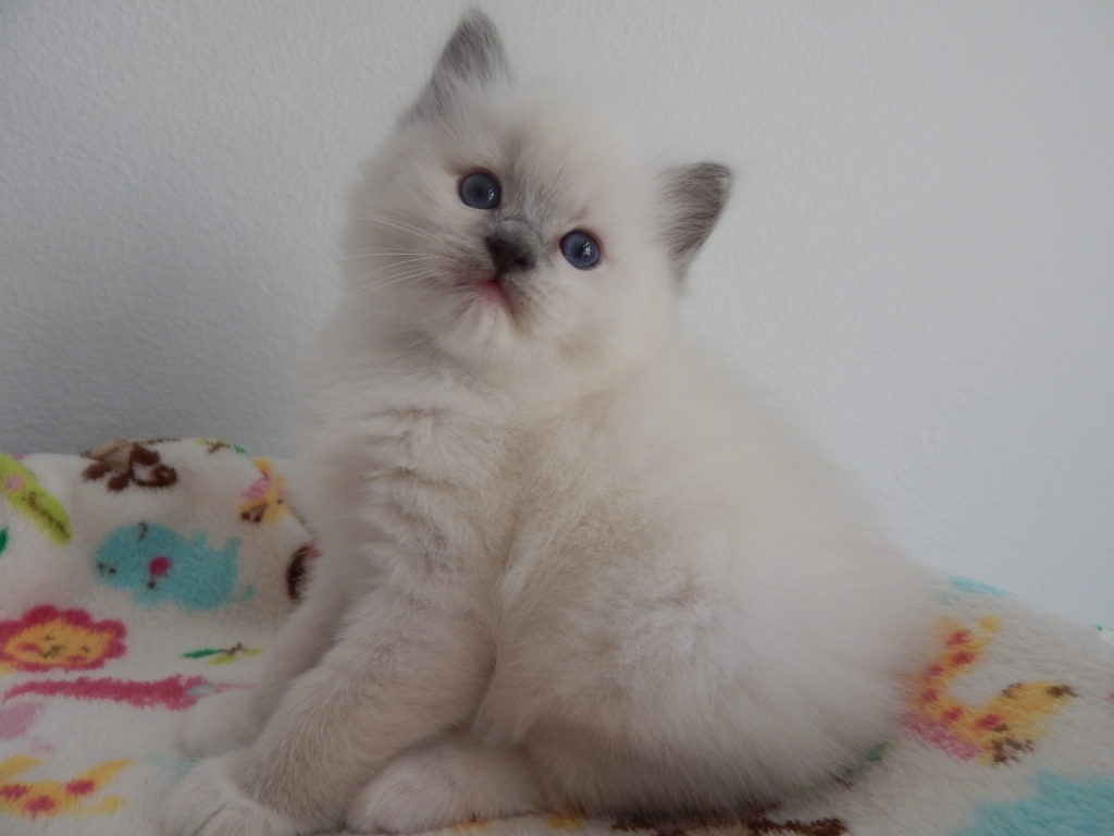 Ragdoll Kittens for Sale - Ruby Ridge Rags