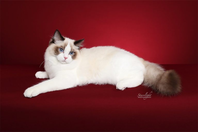 Ragdoll Cats – Our Boys - Ruby Ridge Rags