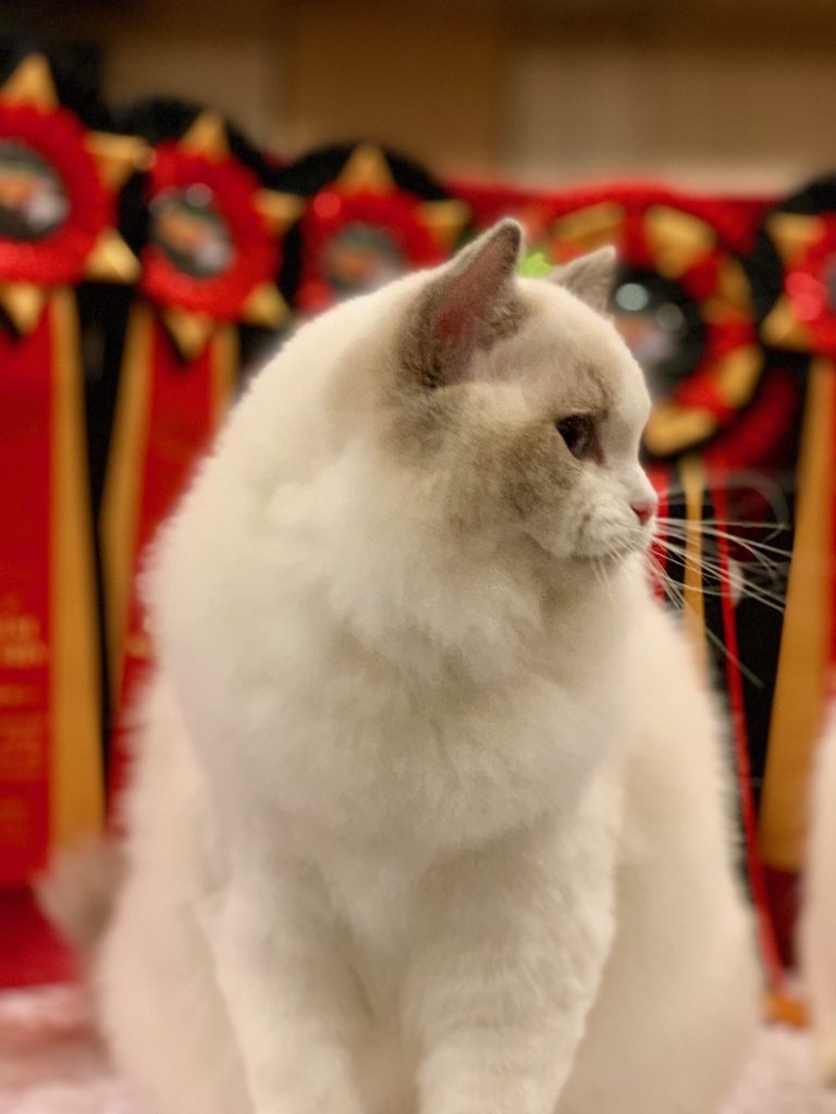 Ragdoll Kittens for Sale in California - Ruby Ridge Rags