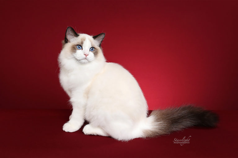 Ragdoll Kittens for Sale in California - Ruby Ridge Rags