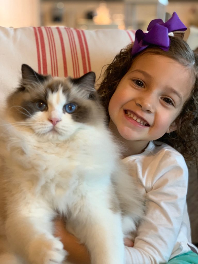 Ragdoll Cat Photos - Ruby Ridge Rags