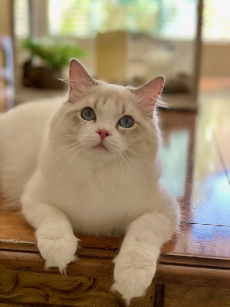 Ragdoll Cats – Our Girls - Ruby Ridge Rags
