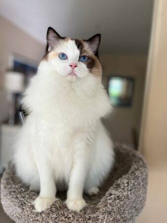 Ragdoll Kittens for Sale - Ruby Ridge Rags
