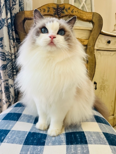 Ragdoll Kittens for Sale - Ruby Ridge Rags