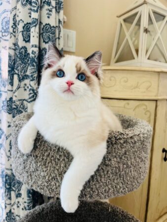 Ragdoll Kittens for Sale - Ruby Ridge Rags