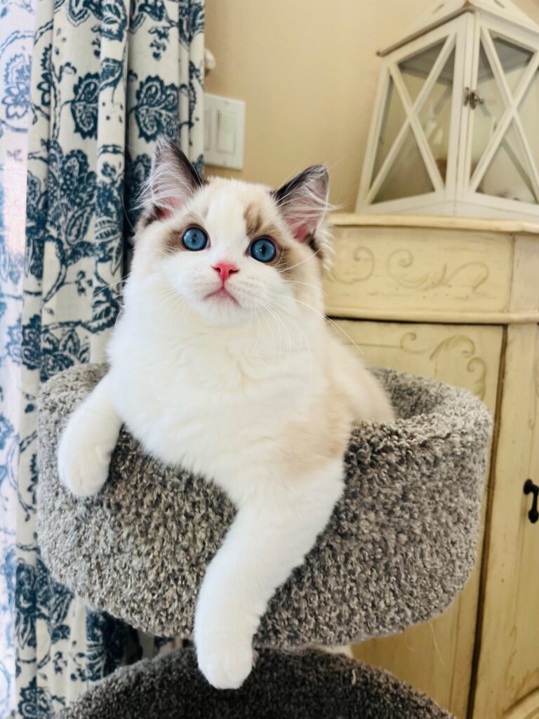 Ragdoll Kittens for Sale - Ruby Ridge Rags