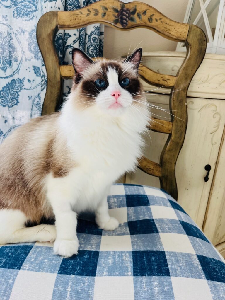 Ragdoll Kittens for Sale - Ruby Ridge Rags