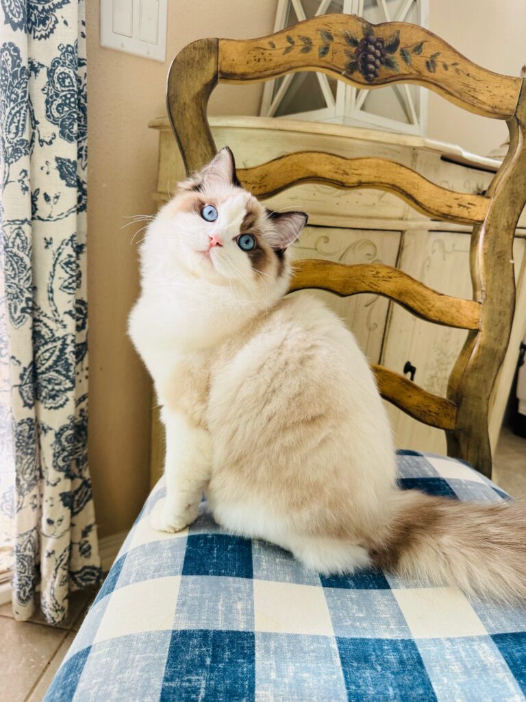 Ragdoll Kittens for Sale - Ruby Ridge Rags