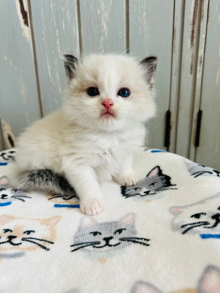Ragdoll Kittens for Sale - Ruby Ridge Rags