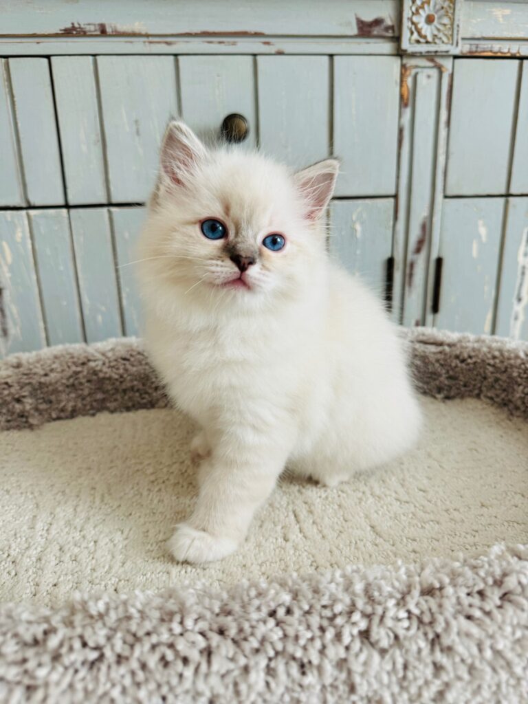 Ragdoll Kittens for Sale - Ruby Ridge Rags