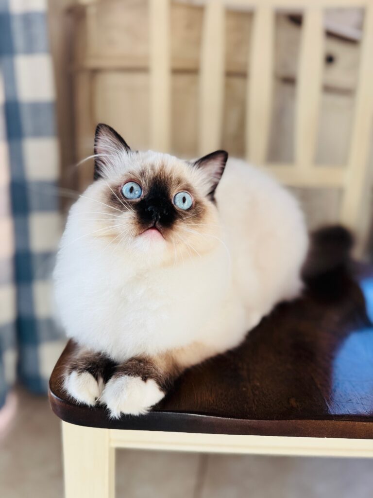 Ragdoll Kittens for Sale - Ruby Ridge Rags