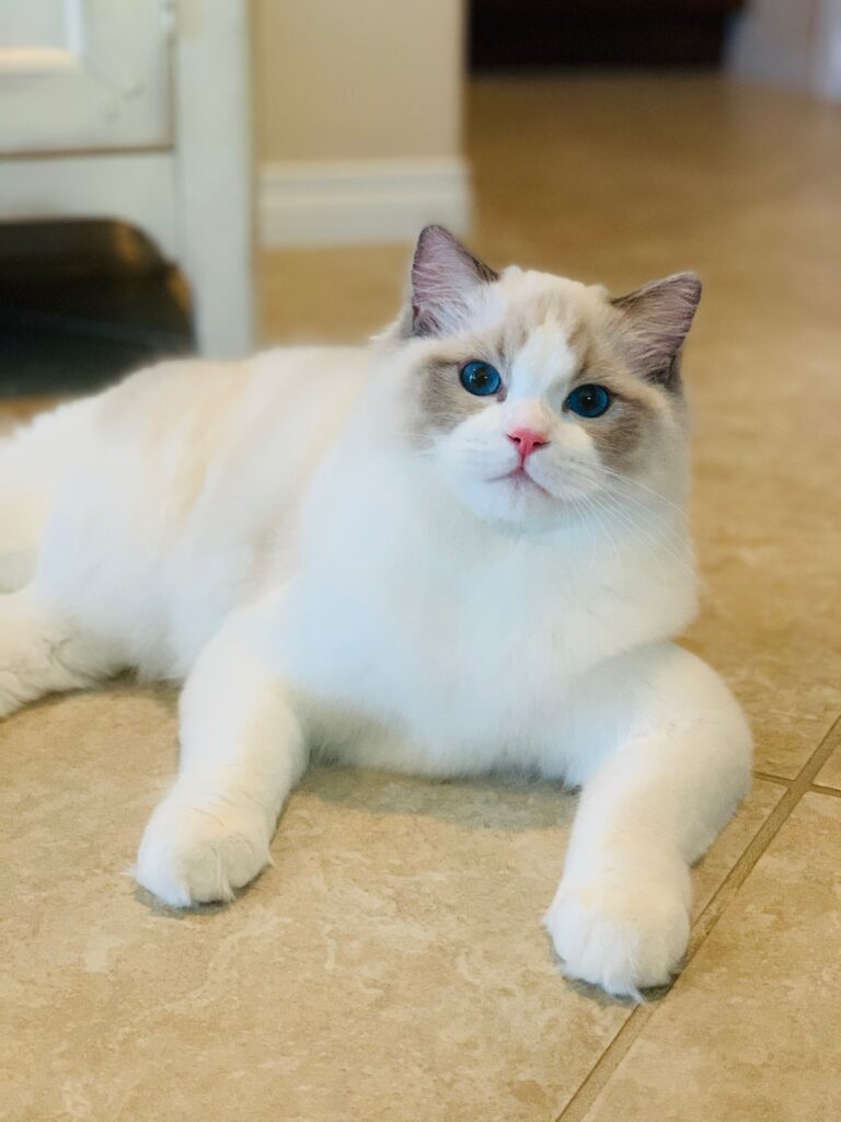 Ragdoll Cats – Our Boys - Ruby Ridge Rags
