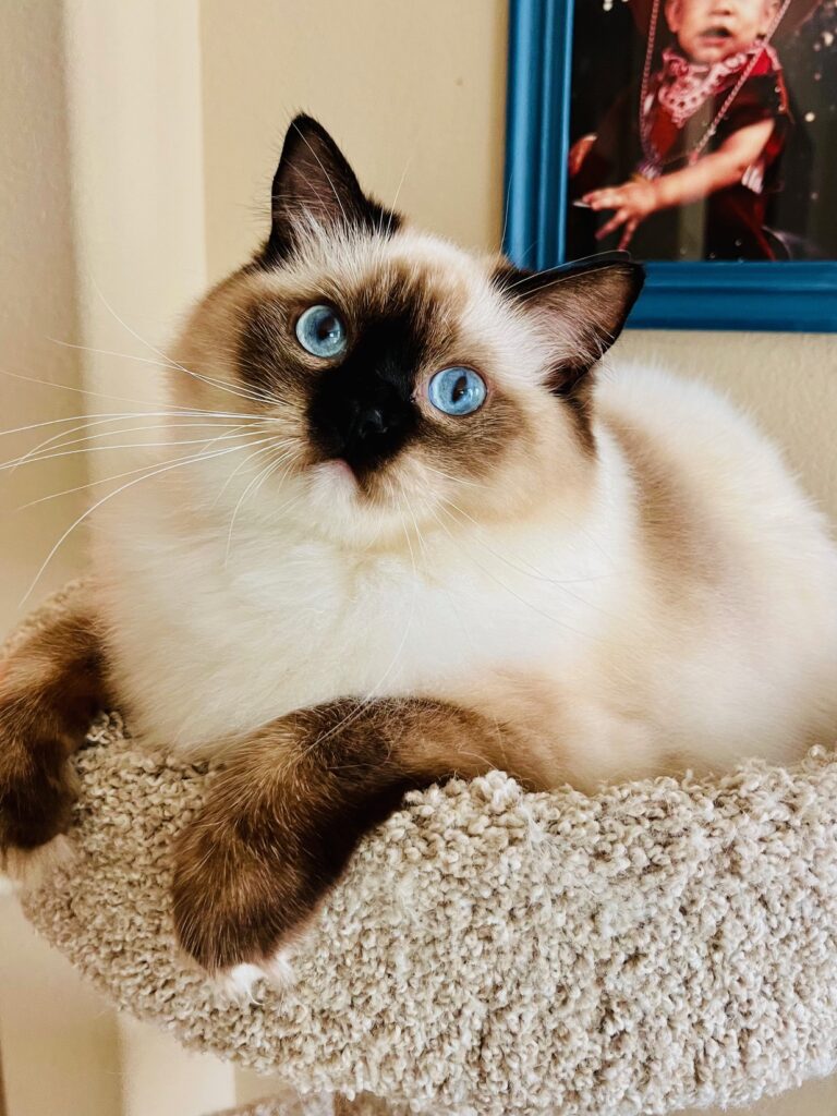 Ragdoll Cats – Our Girls - Ruby Ridge Rags