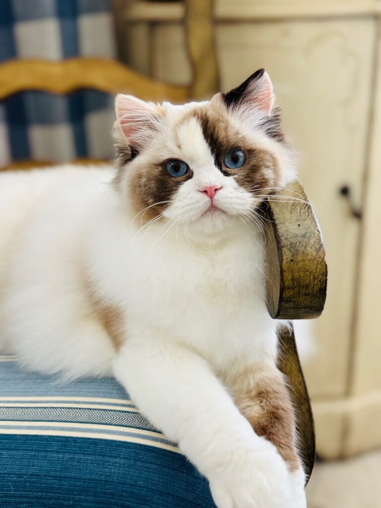 Ragdoll Cats – Our Girls - Ruby Ridge Rags