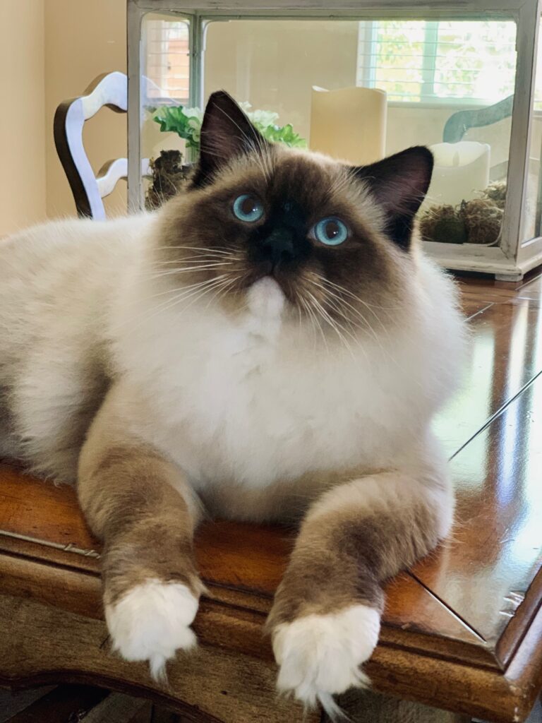 Ragdoll Cats – Our Boys - Ruby Ridge Rags