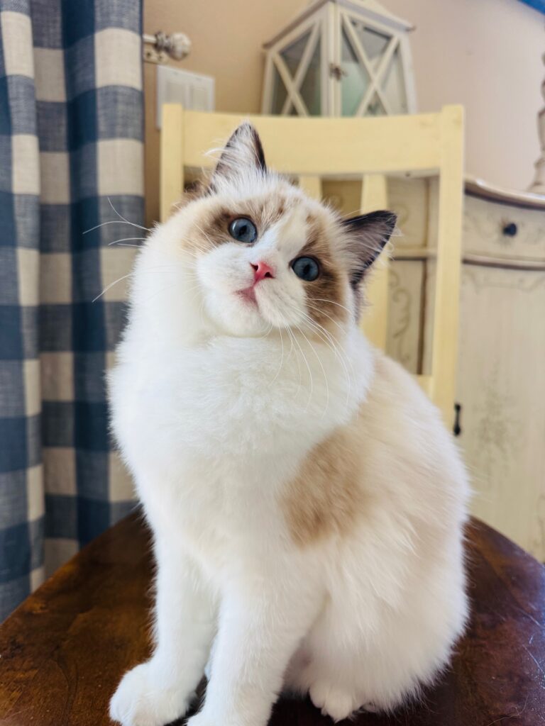 Ragdoll Kittens for Sale - Ruby Ridge Rags