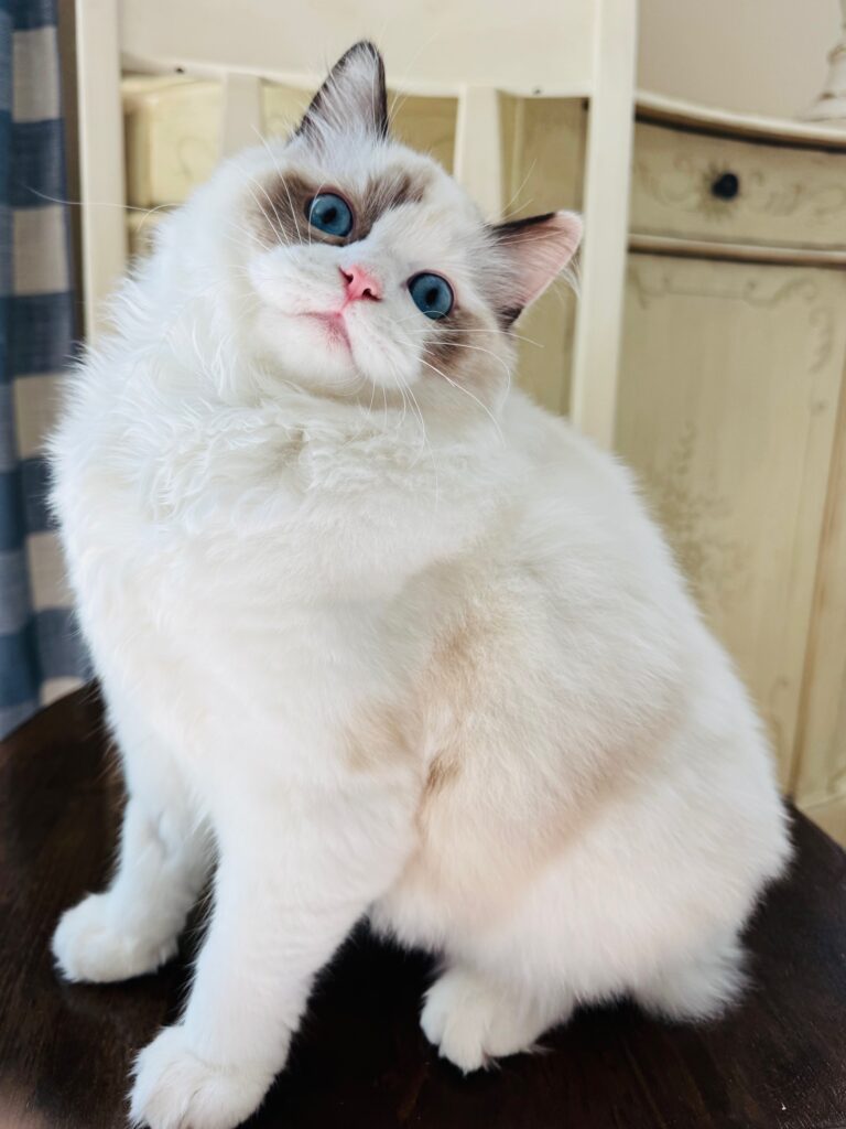 Ragdoll Kittens for Sale - Ruby Ridge Rags