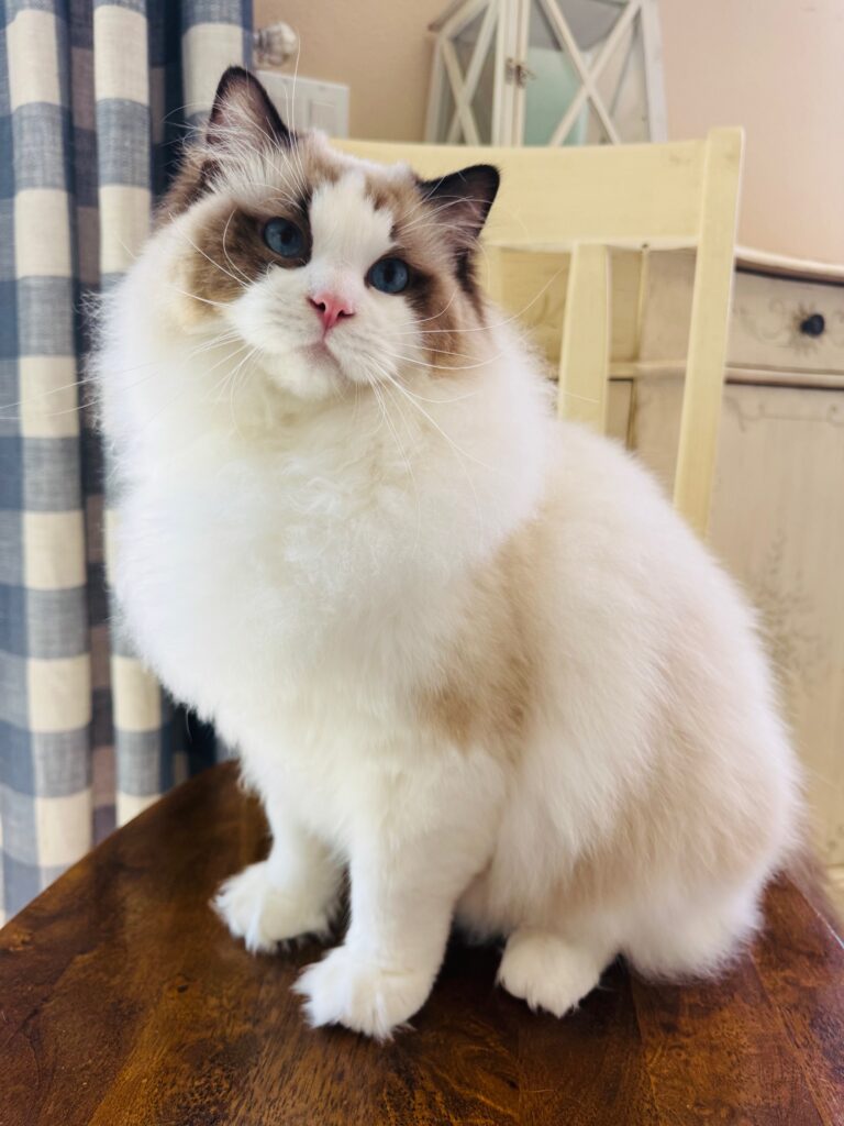 Ragdoll Cats – Our Boys - Ruby Ridge Rags