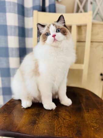 Ragdoll Kittens for Sale - Ruby Ridge Rags