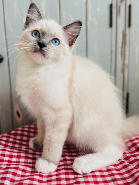 Ragdoll Kittens for Sale - Ruby Ridge Rags