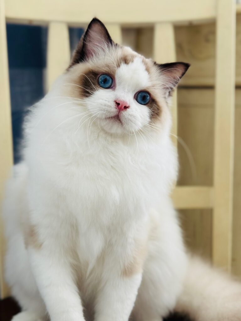 Ragdoll Kittens for Sale - Ruby Ridge Rags