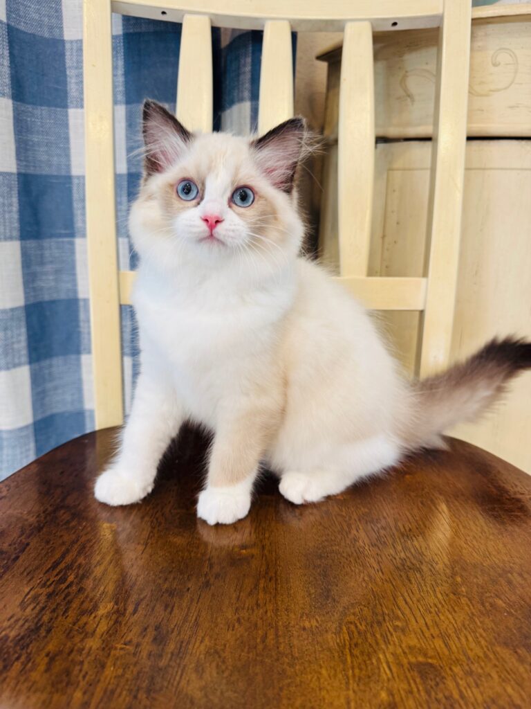 Ragdoll Kittens for Sale - Ruby Ridge Rags