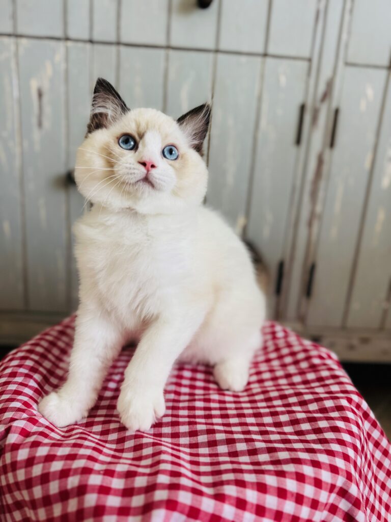 Ragdoll Kittens for Sale - Ruby Ridge Rags