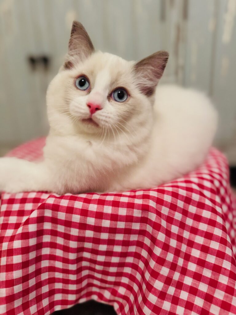 Ragdoll Kittens for Sale - Ruby Ridge Rags