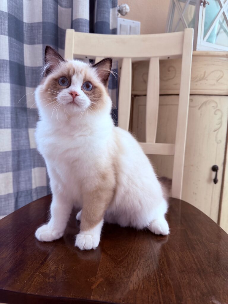 Ragdoll Kittens for Sale - Ruby Ridge Rags